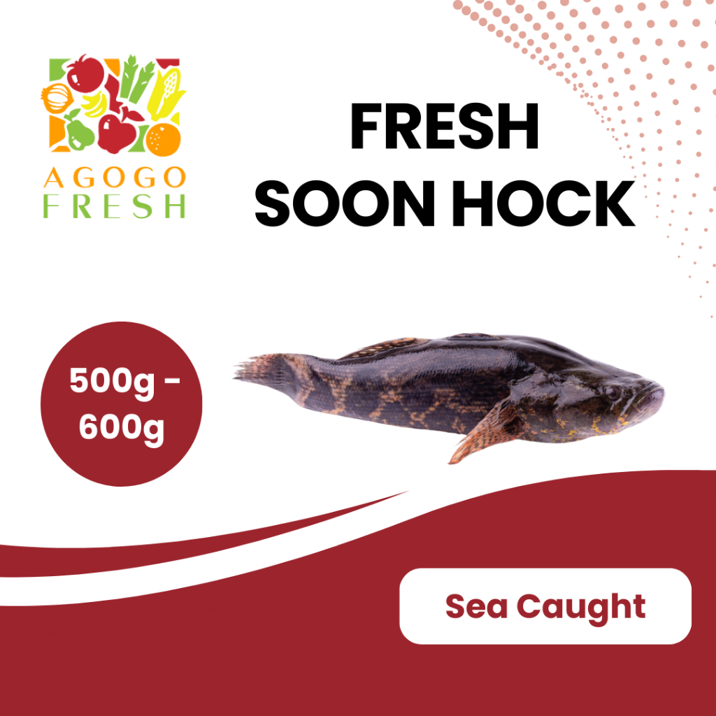 [Agogo Fresh - Fish & Seafood] Fresh Soon Hock (500 - 600g) | Shopee ...