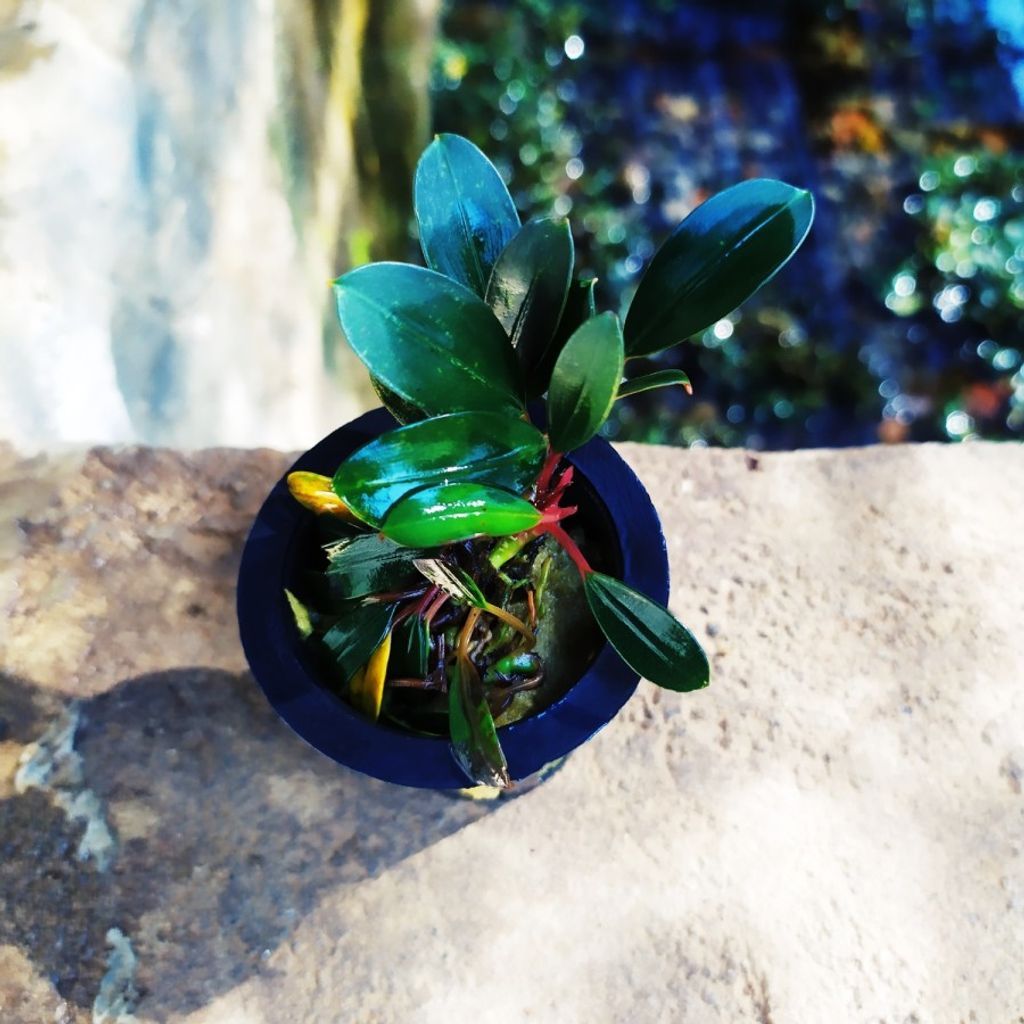 Sindo - Bucephalandra sp Penelope Per Pot Unique Aquatic Plant for Aquascapes | Shopee Singapore