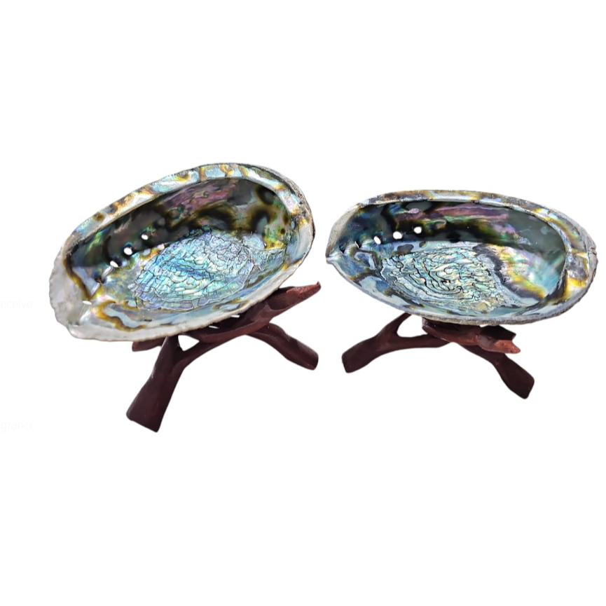 Mexico/NewZealand Abalone Shell with Wooden Tripod | Shopee Singapore