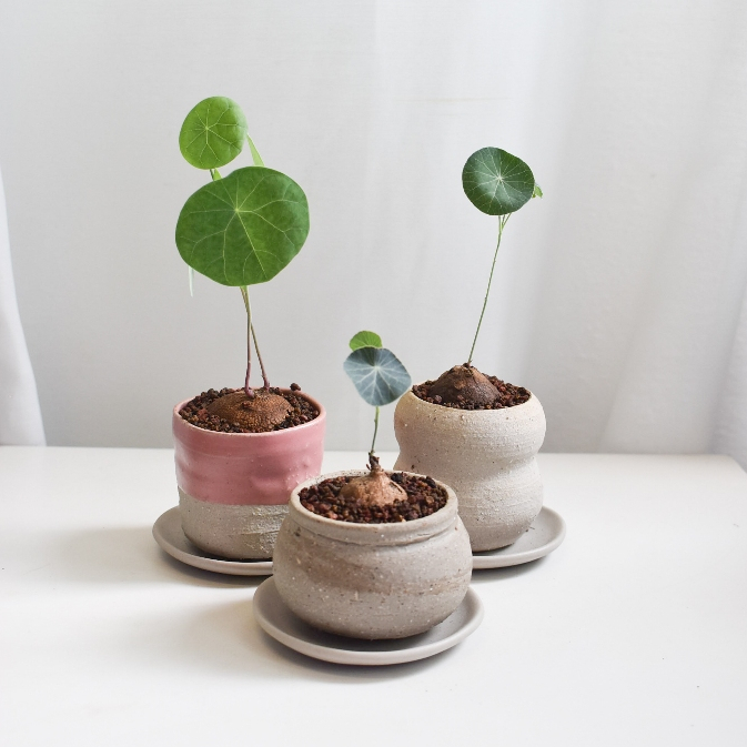 Stephania Erecta in Choom (Delivered upright by car) | Shopee Singapore