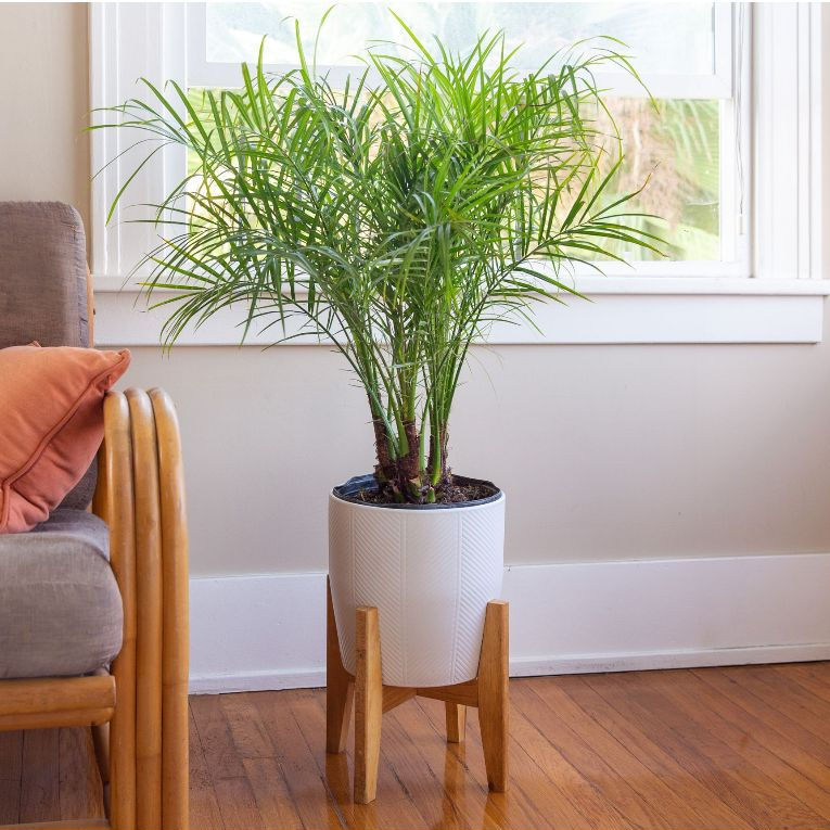 Phoenix Sylvestris, Wild Date Palm, India Date, Silver Date Palm, Sugar ...