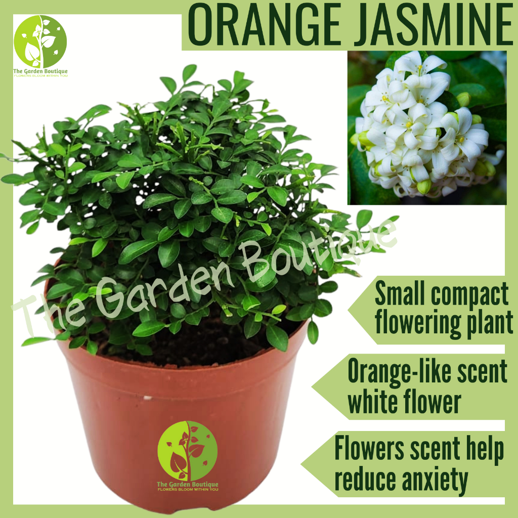 [Local Seller] Murraya Paniculata Orange Jasmine Flower Fresh Outdoor ...