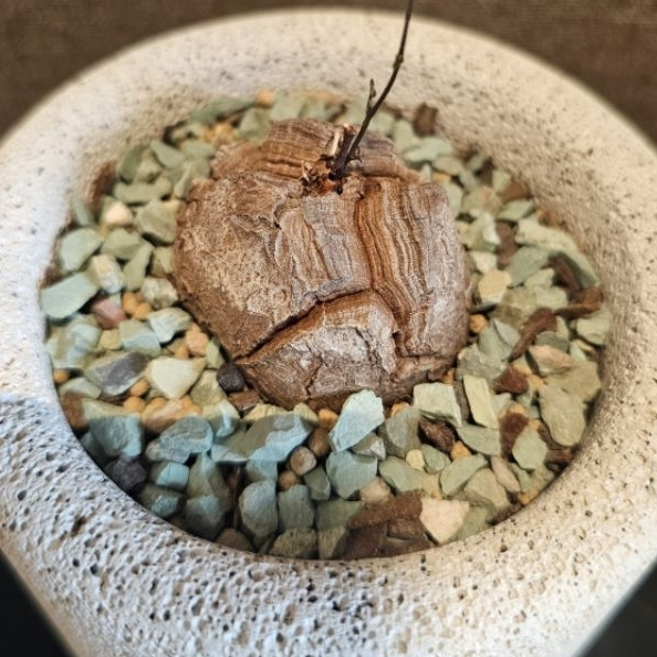 Dioscorea Elephantipes aka Elephant’s Foot Vine Succulent | Shopee ...