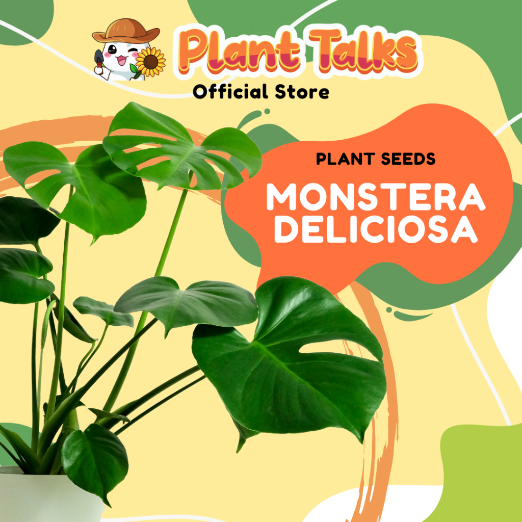 Plant Talks Monstera Deliciosa Seed Indoor House Plant Ornamental Seeds ...