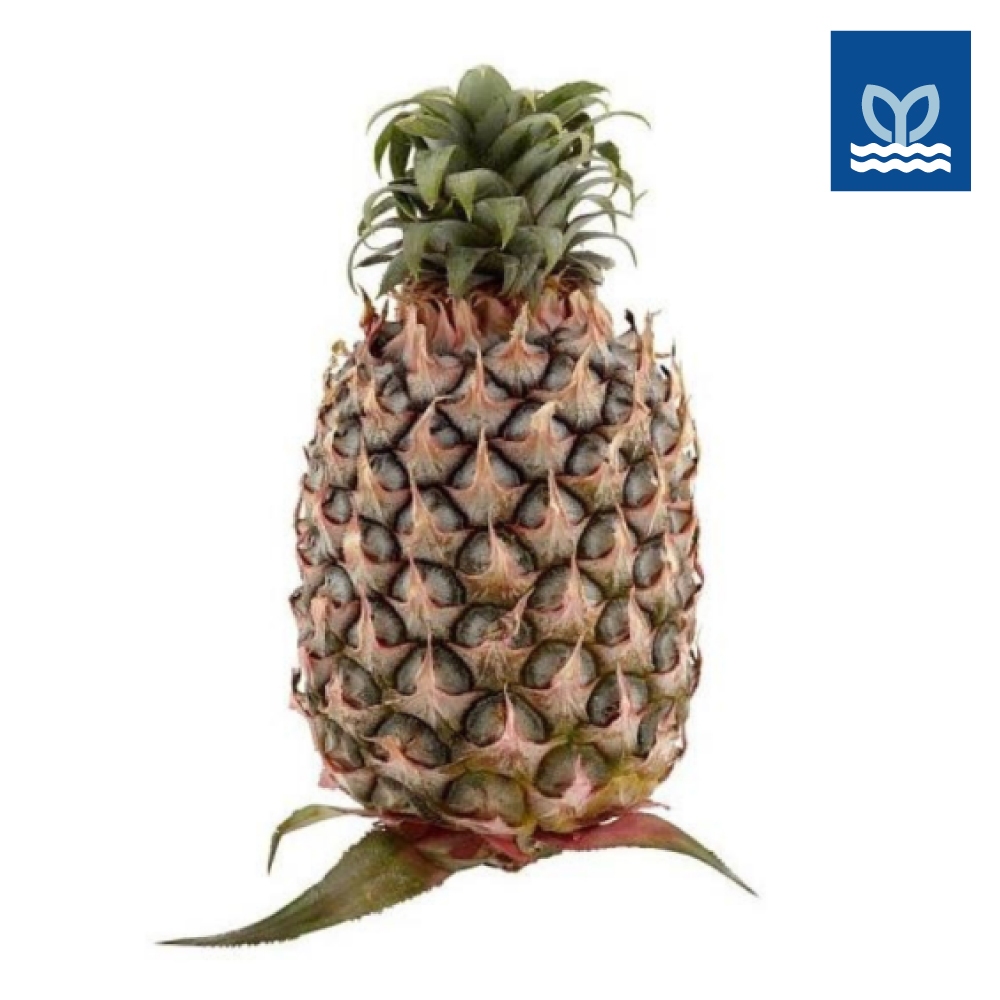 Prime Fresh - Malaysian Josapine Pineapple 1.2KG – 1.4KG | Shopee Singapore