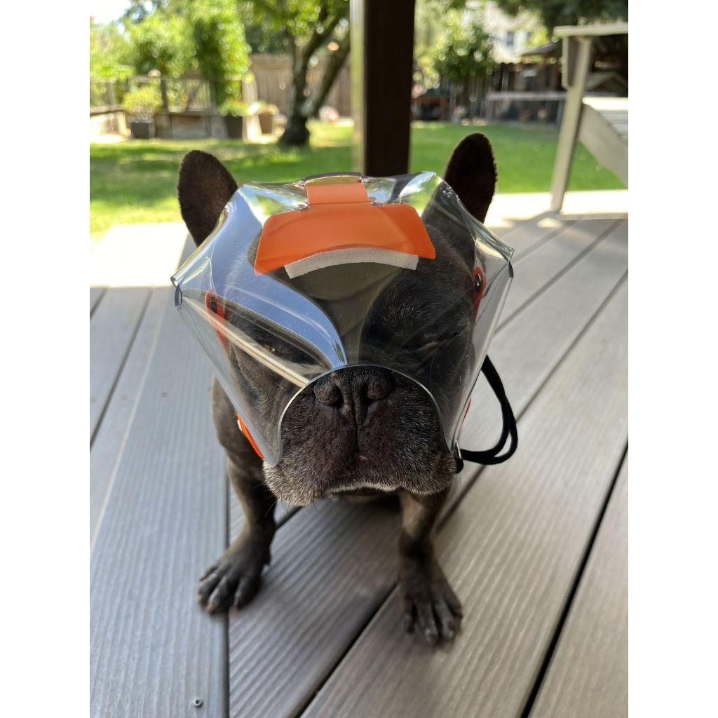 Optivisor - Advanced Eye and Face Protection for Dogs (Cone for after ...