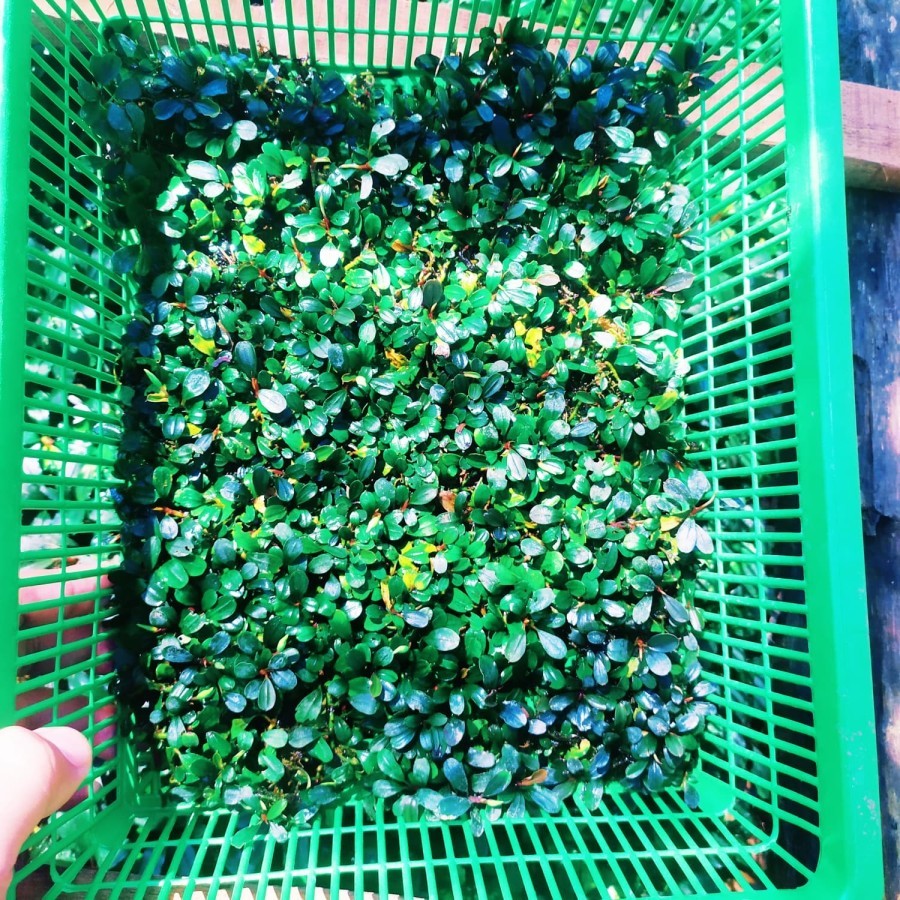 Sindo - Bucephalandra Mini Red Kapit - Vibrant Aquatic Plant - Per ...