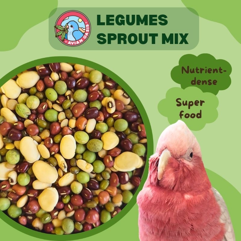 [SG] Avian Oasis Sprout Mix Nutritional Super food Legumes Lentils ...