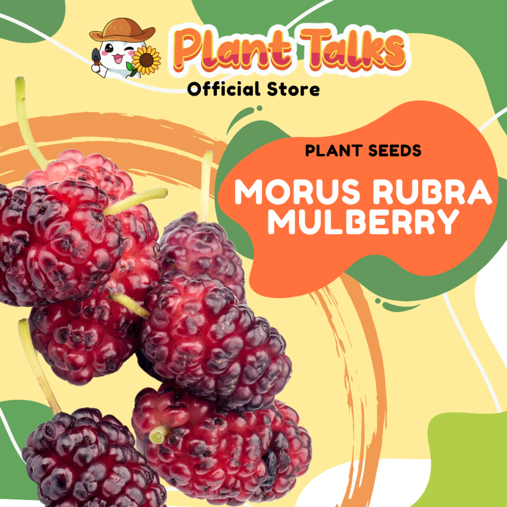 Plant Talks Morus Rubra Mulberry Plant Seed Organic Edible Fruits ...