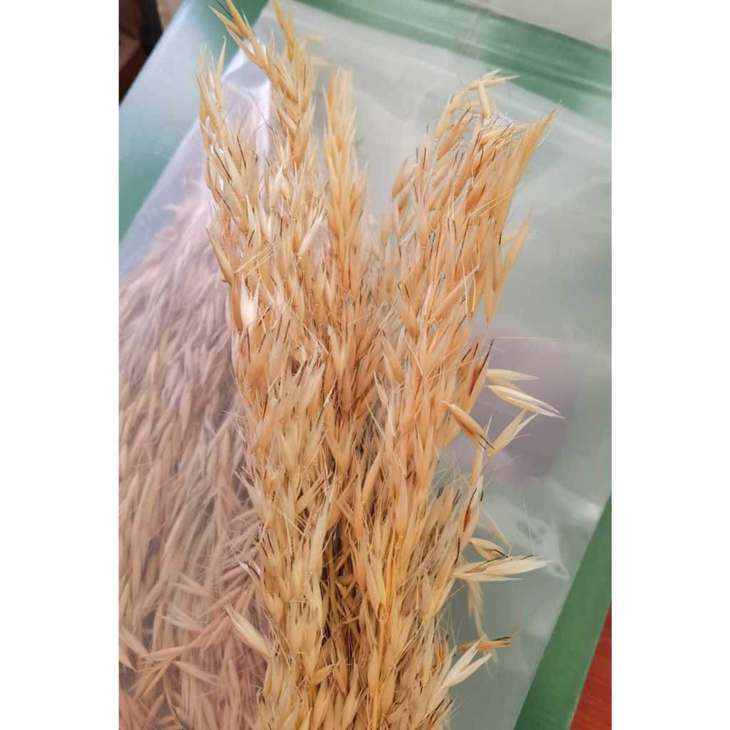 Hamster sprays - Large Oat Spray - 2025 Harvest Hamster Enrichment ...