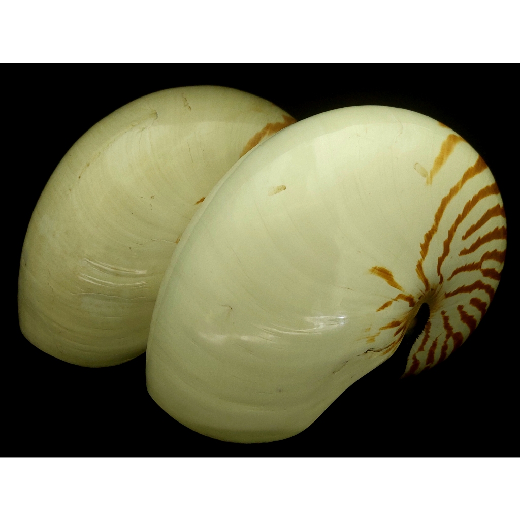 Extraordinary Impressive Display and Collectible Seashell Extra Large ...