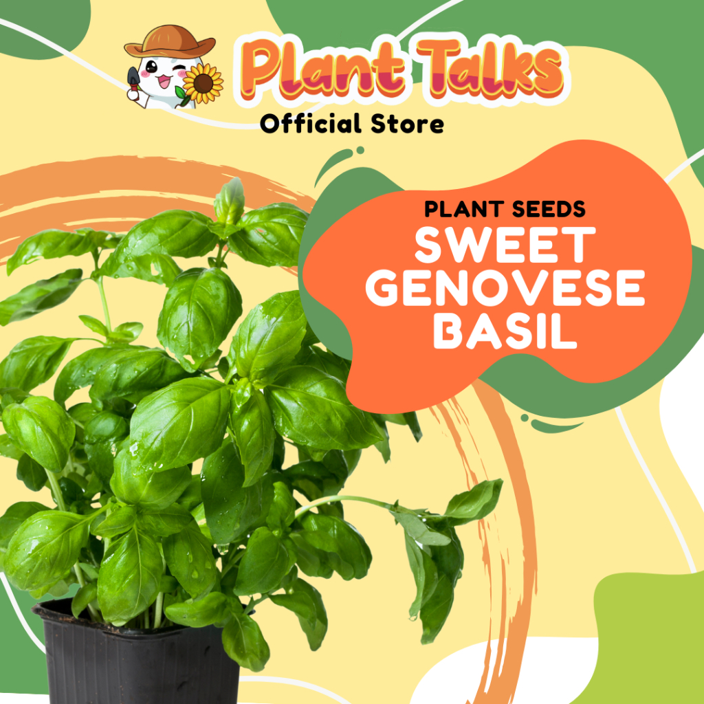 Plant Talks Sweet Basil Plant Seeds Genovese Basil Organic Edible Herbs ...