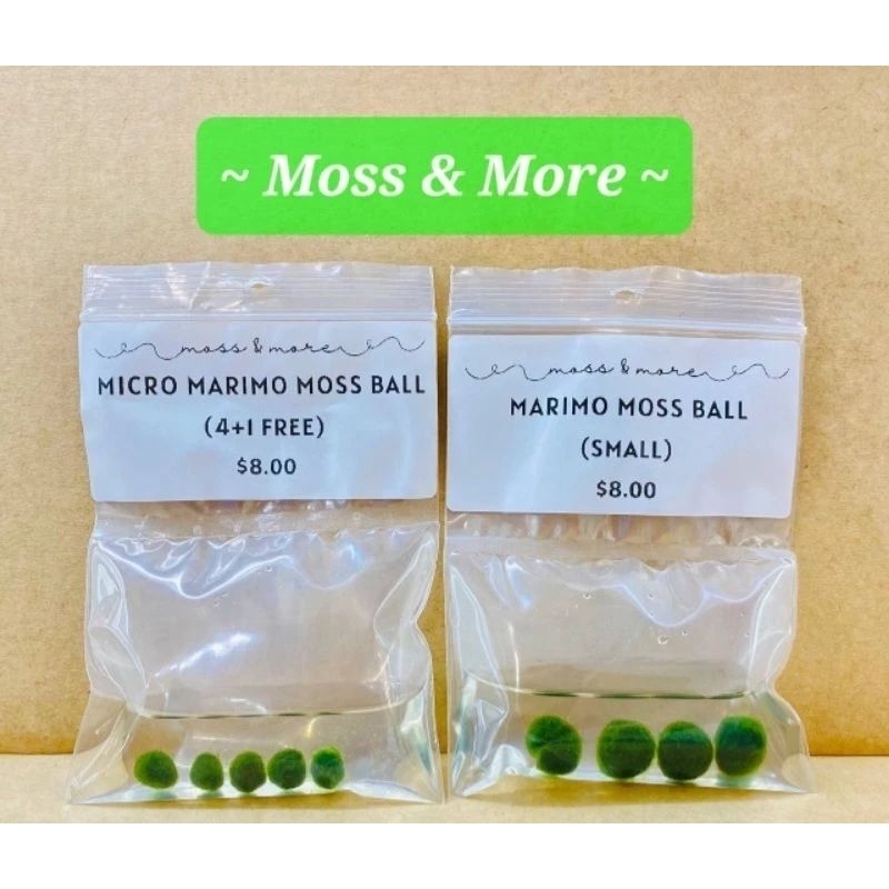 ~MOSS & MORE~ MARIMO MOSS BALL (MICRO/SMALL) LIVE AQUARIUM PLANT ...