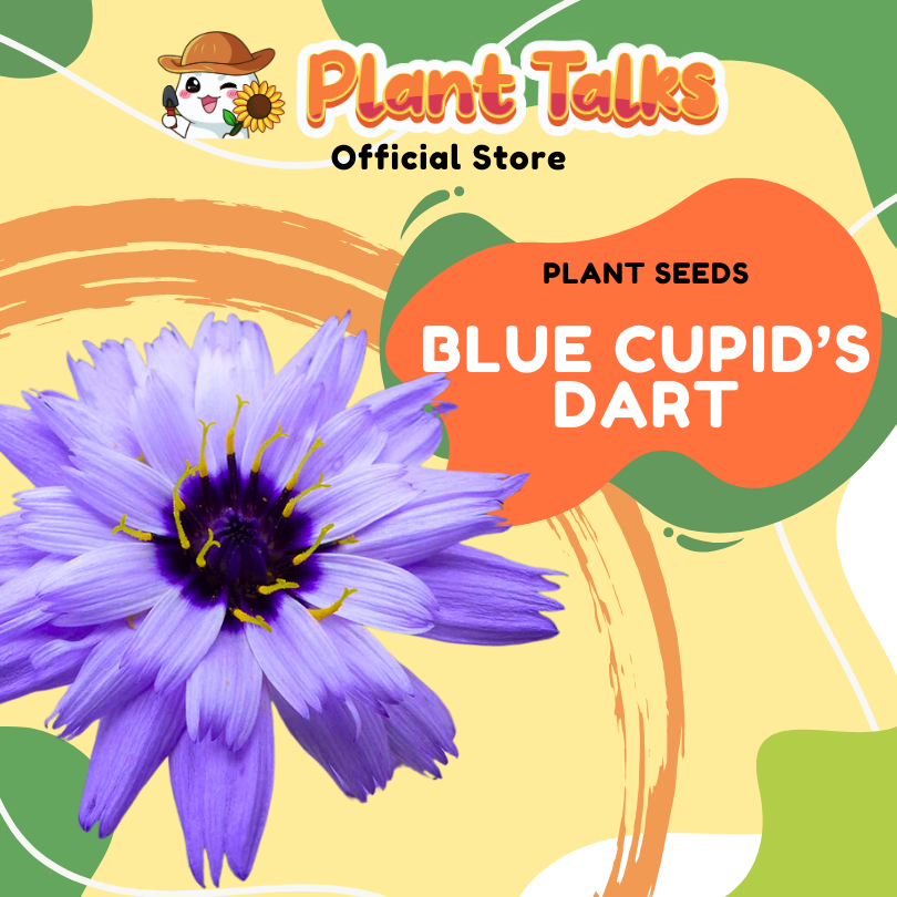 Plant Talks Blue Cupid's Dart Plant Seed Lover Plants Purple Flower ...
