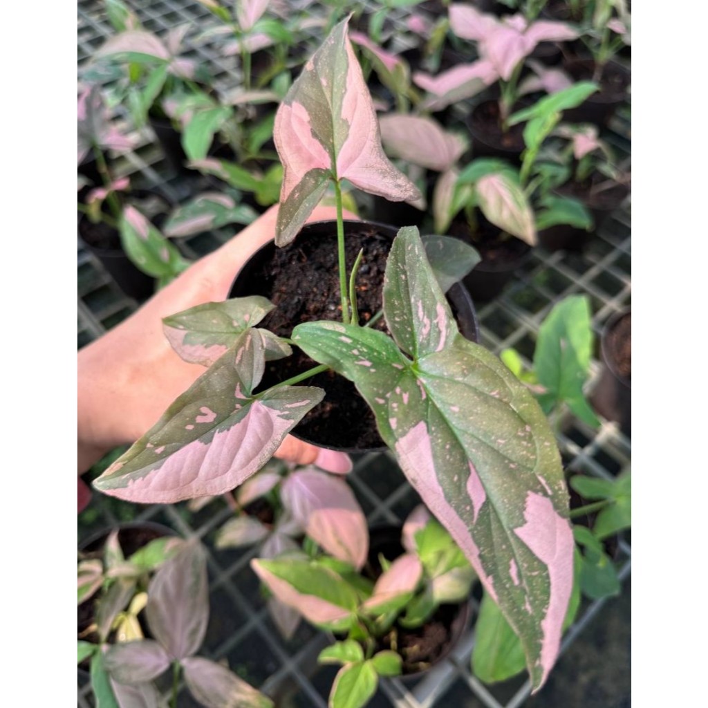Syngonium Pink Splash (Small) - Beautiful and Eye-Catching Easy Care ...