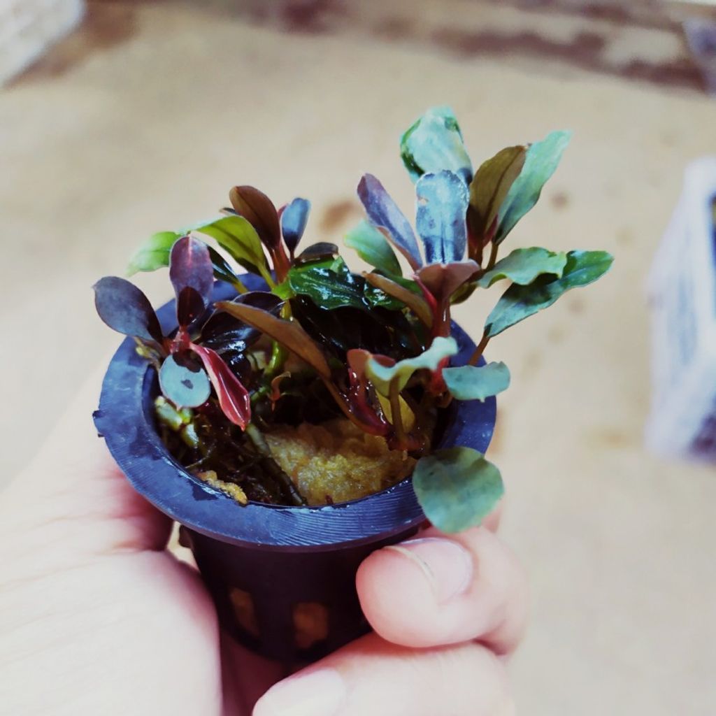 Sindo - Bucephalandra sp. Melawi Kapit Sulatan Per pot | Shopee Singapore