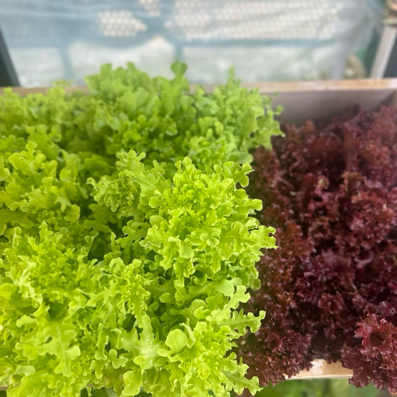 mix lettuce(150g) | Shopee Singapore
