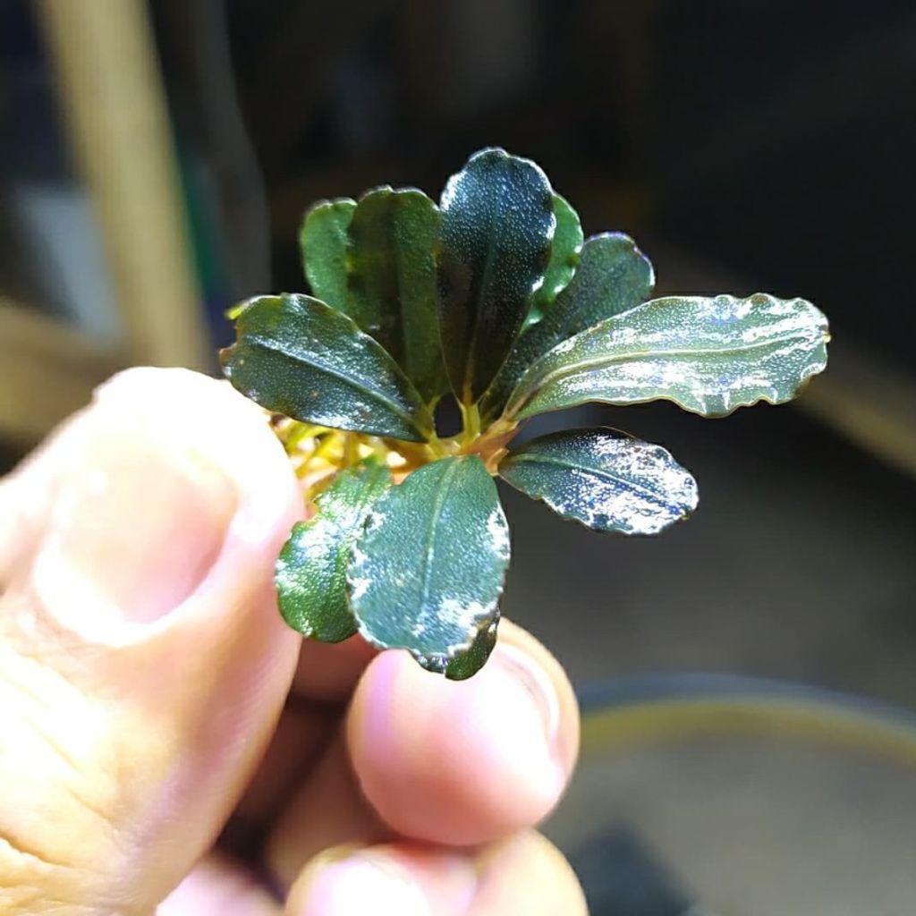 Sindo - Bucephalandra Brownie Deep Purple - Per Rhizome Add a Bold ...