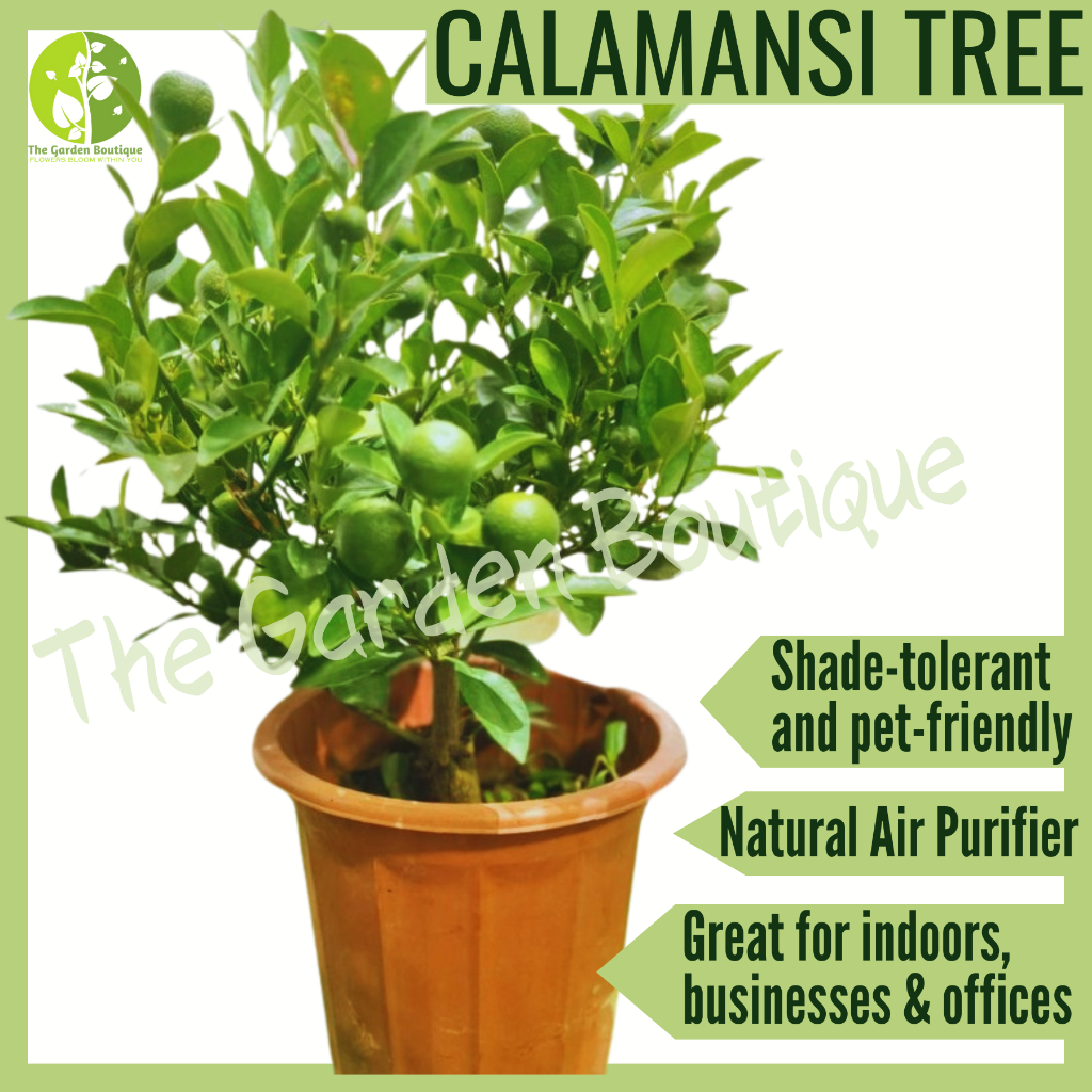 [Local Seller] Calamansi Tree Fresh Fruit-bearing Plant Outdoor Plant ...