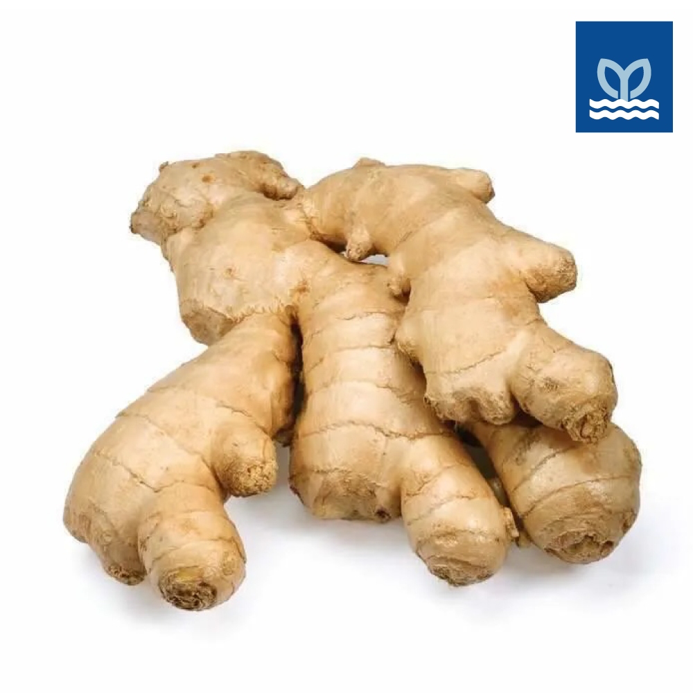Prime Fresh - Old Ginger 老姜 400G | Shopee Singapore