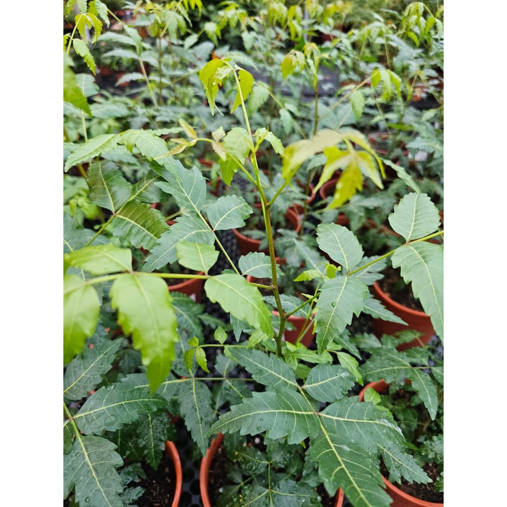 Azadirachta Indica Neem Tree House Home Potted Plant Gardening ...