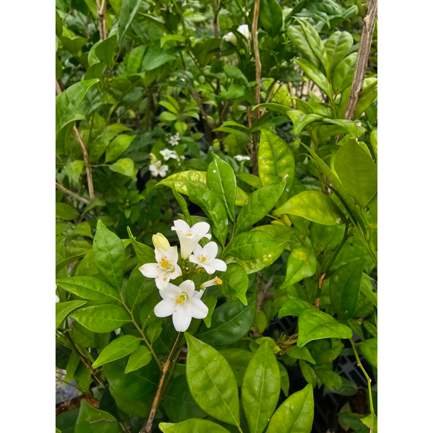 Murraya Paniculata Scented Orange Jasmine (in Poly Bag) House Home ...