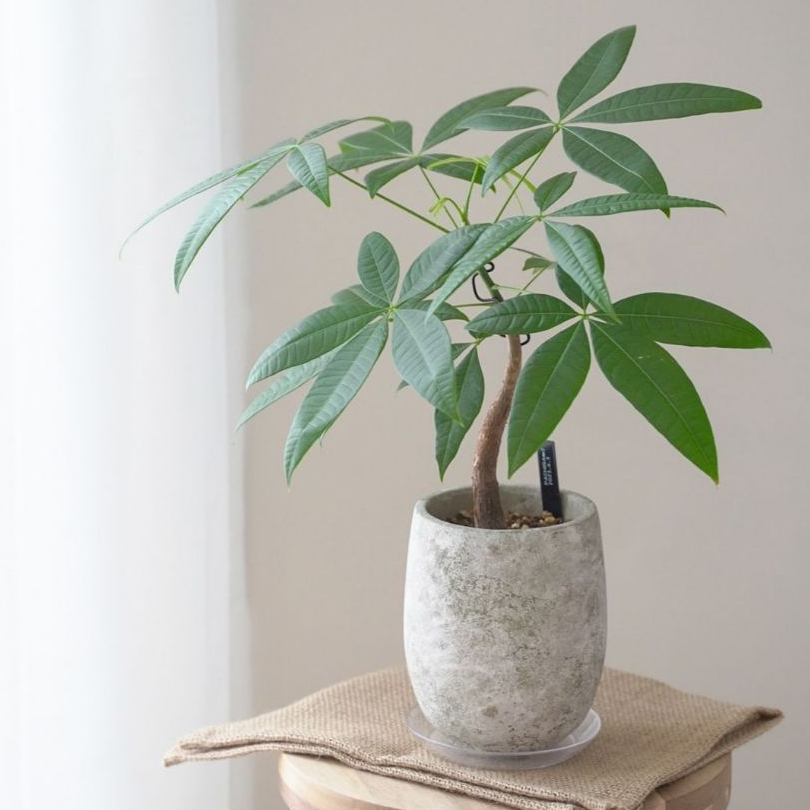 Pachira Aquatica, Guiana Chestnut, Fortune Tree, Money Tree, Oje, 瓜栗 ...