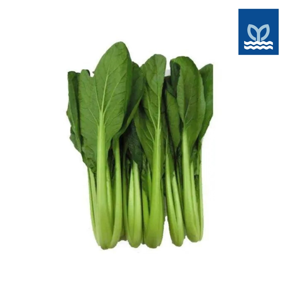 Prime Fresh - Chye Sim 菜心(中国) | Shopee Singapore