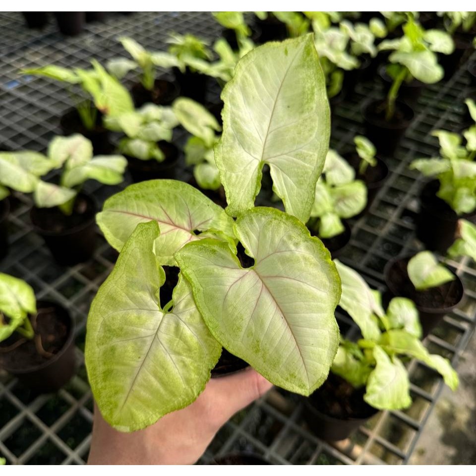 Syngonium Golden Pink (Small) - Low-light oxygen plants Singapore ...