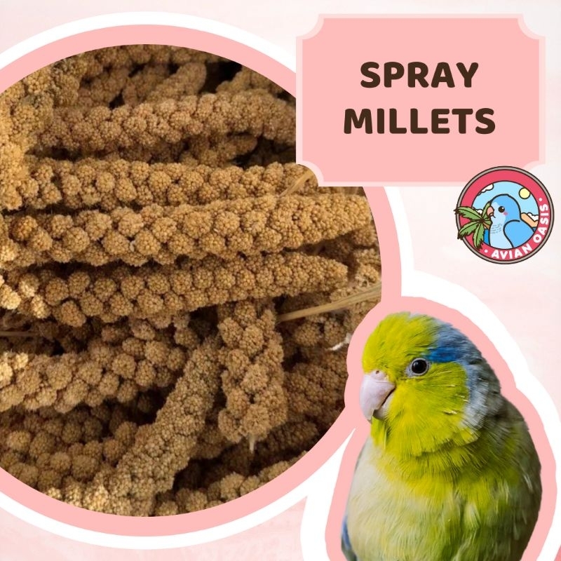 [SG] Spray Millets Millet for Birds Parrots Rodents Hamsters Avian ...