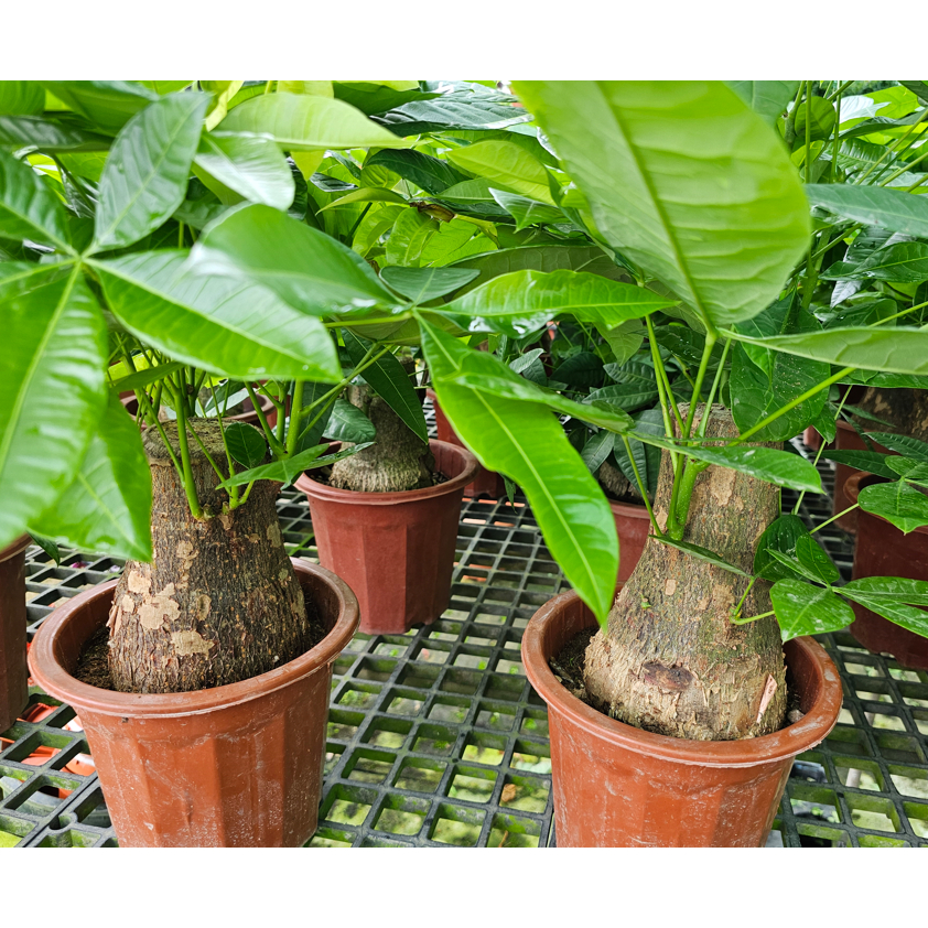 Approx 50cm Fortune Tree Money Pachira Fa Cai Shu Round Fat Stem House ...