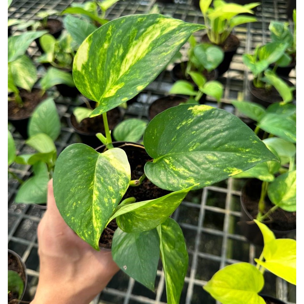 Money Plant (Small) - NASA Oxygen House Plant | Shopee Singapore