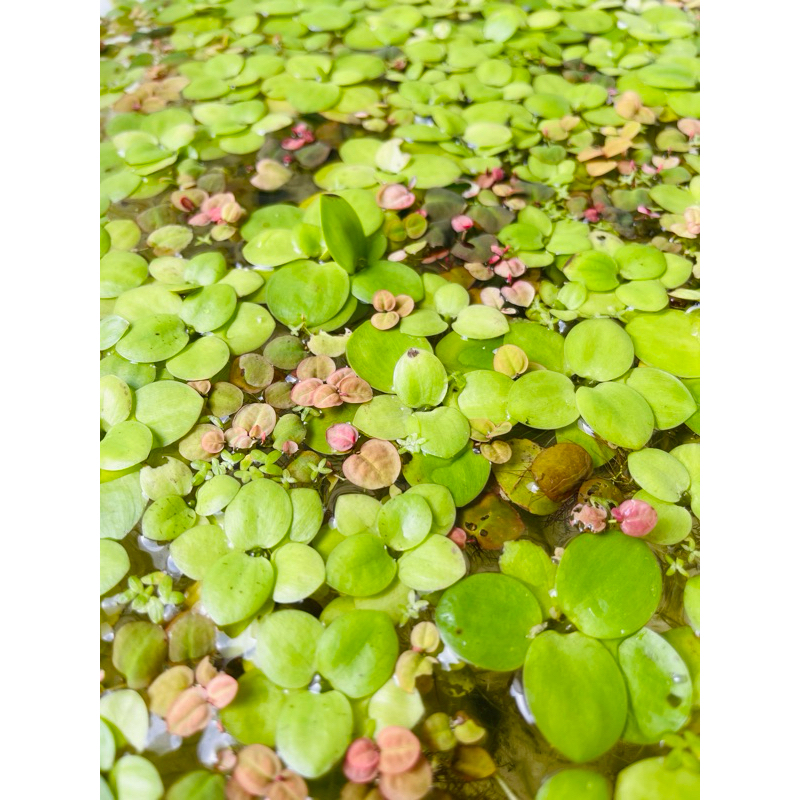 SG READY STOCK | Frogbit Live floating plants for Aquarium & Ponds ...