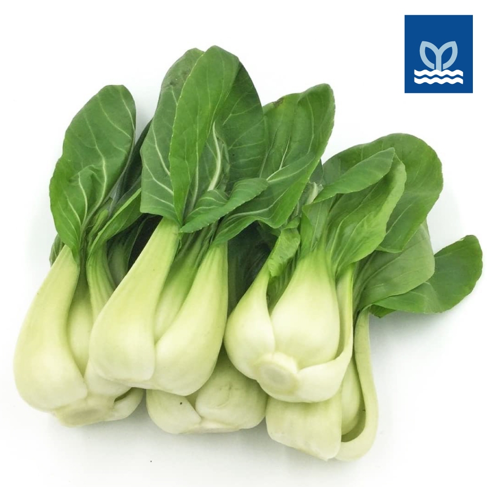 Prime Fresh - Qing Bai 青白（中国）250G | Shopee Singapore