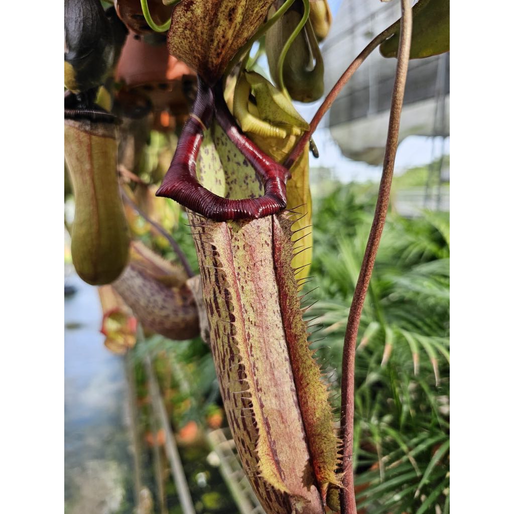 Nepenthes Tropical Carnivorous Large Sized Pitcher Potted Plants ...