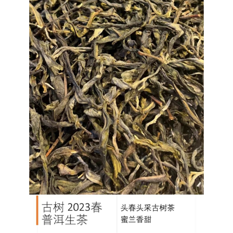 China Yunnan Pu Er Tea | Chinese Pu Erh Teas｜Gu Shu Sheng Pu-erh tea ...