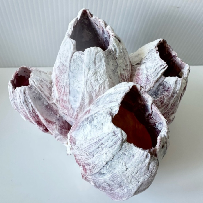 (SG Stock) Beautiful Natural and Non-Artificial Barnacles for Wonder ...