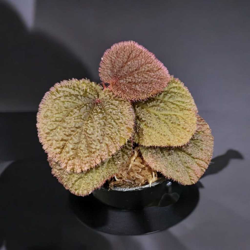 Begonia baik | Rare Creeping Species Begonia – Terrarium‑Ready, Locally ...