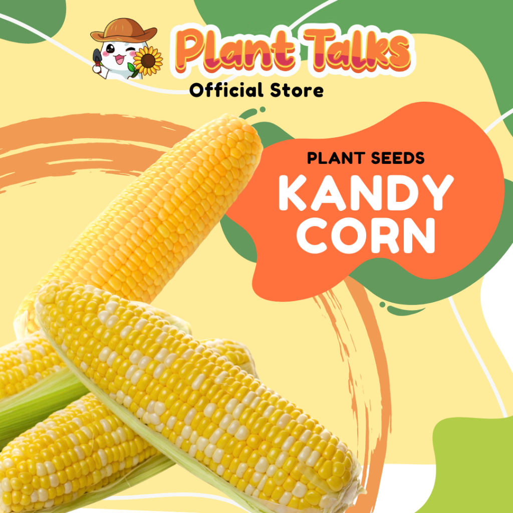 Plant Talks Corn Seeds Bi Colour Kandy Corns Rare Plant Fruits | Shopee ...