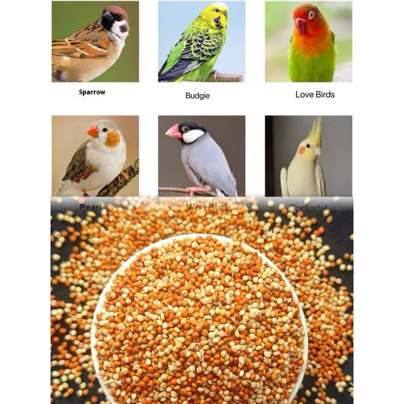 Yellow millet, red millet, shelled millet, (1KG) ，Budgie ,love bird ...