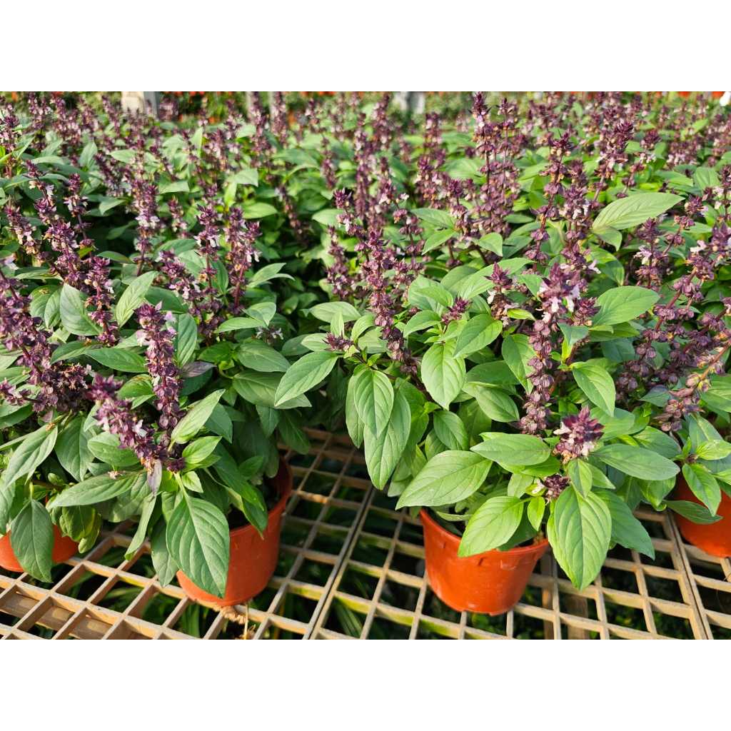 Thai Basil Herb House Home Potted Plants Gardening Landscaping Cooking ...