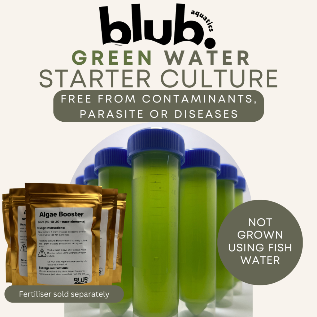 Green Water microalgae micro algae for daphnia magna moina fairy shrimp ...