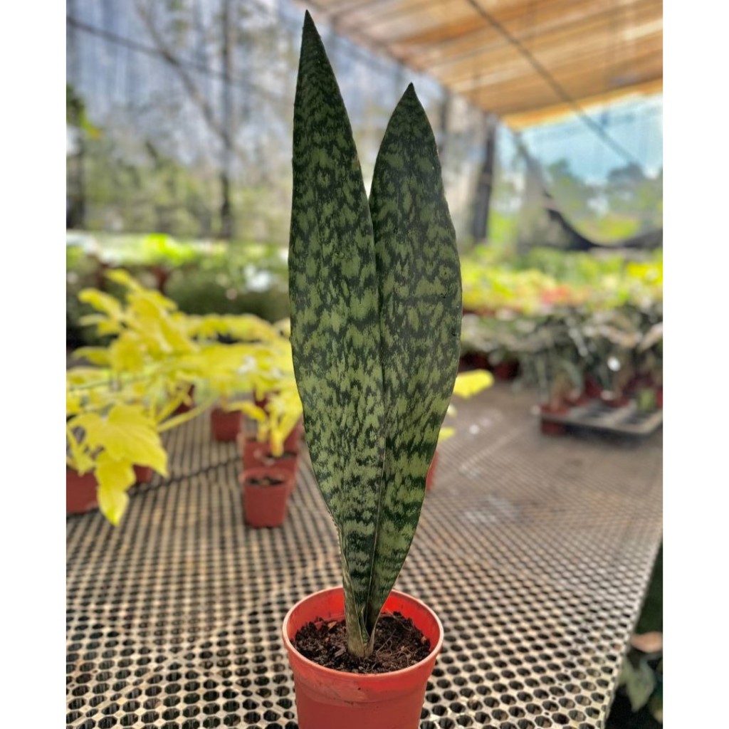 Sansevieria Zulu - Oxygen Bomb House Plant for Singapore climate ...
