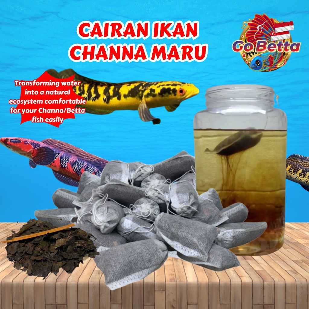 SG Seller Channa Maru Fish Liquid Auranti Limbata Pulchra Asiatica ...