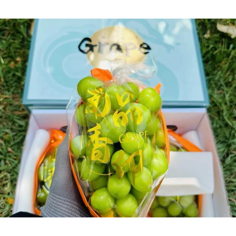 Qing Long Shine Muscat grape 3 bunch /box 2KG 青龙晴王葡萄3串/箱2公斤 | Shopee ...