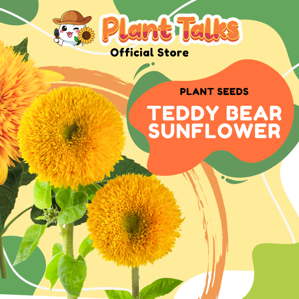 Plant Talks Dwarf Teddy Bear Sunflower Seed Mini Sun Flower Seeds ...