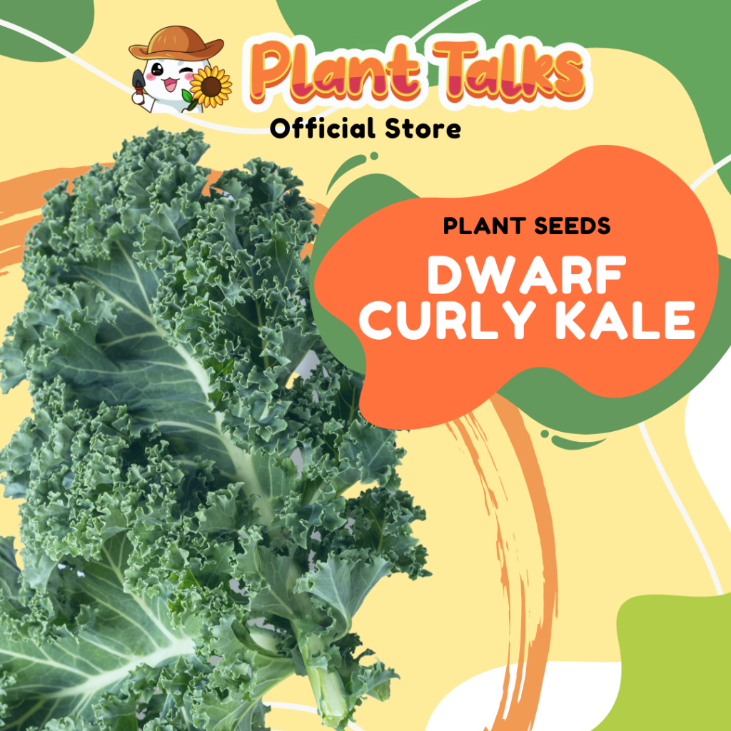 Plant Talks Dwarf Curly Kale Seed Vegetable Seeds Organic Edible Veggie ...