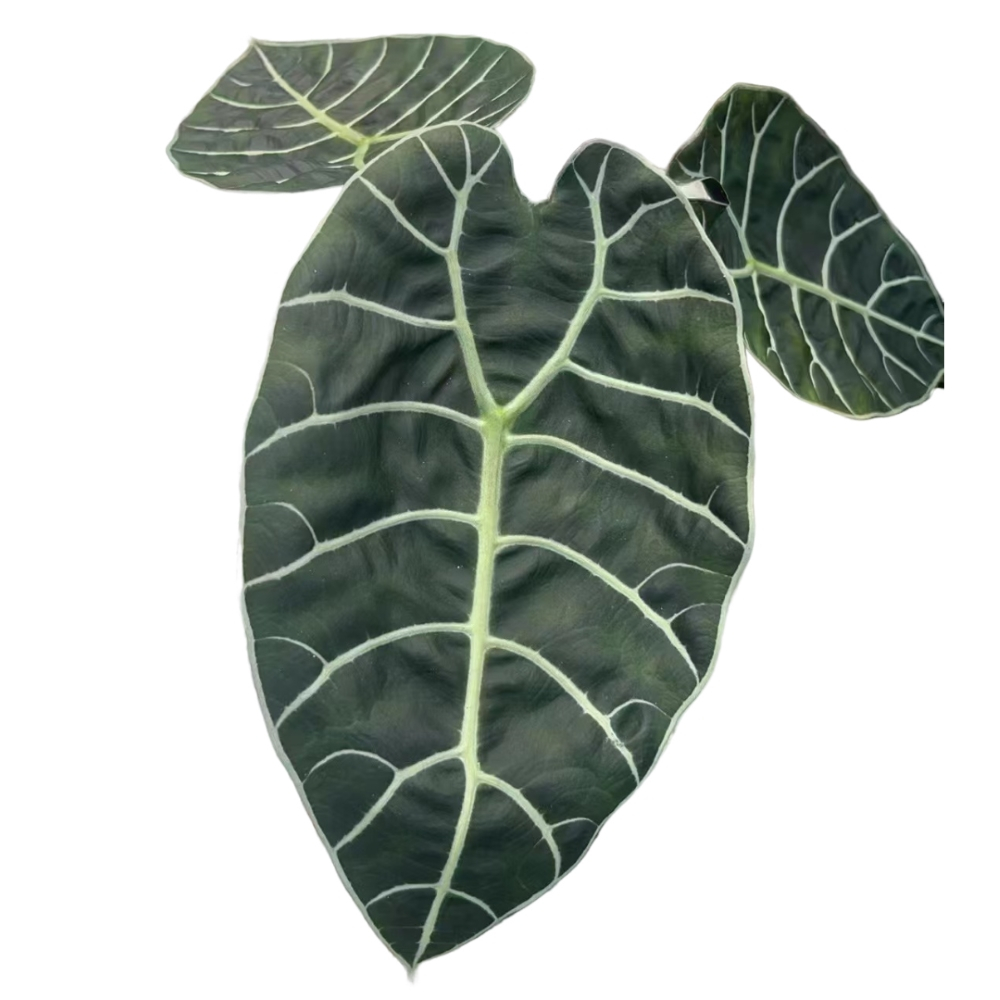 Alocasia watsoniana | Shopee Singapore