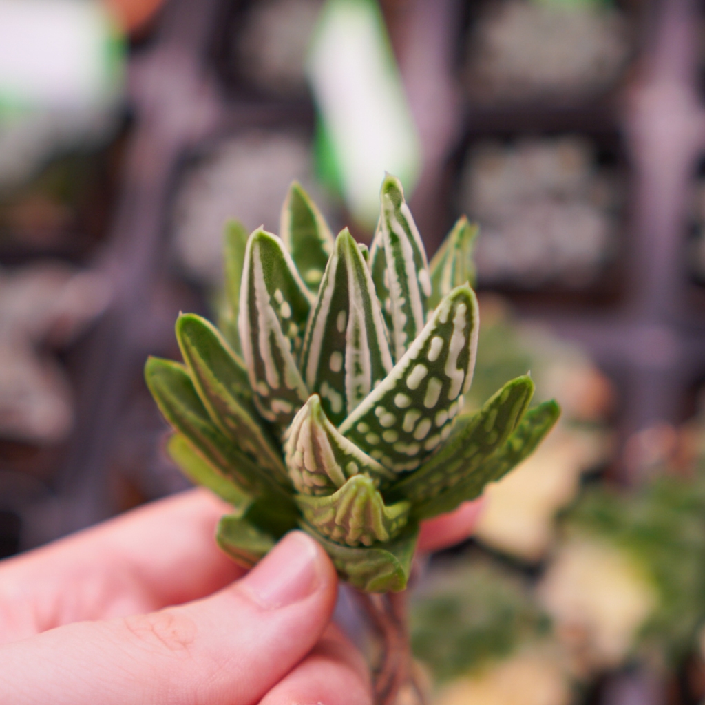 Succulent succulents Haworthias Angel's tears 天使眼泪 玉露 SG ready stock ...