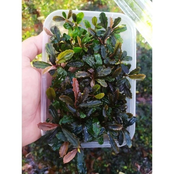 Bucephalandra Mix: Tropical Beauty for Your Aquarium | Shopee Singapore